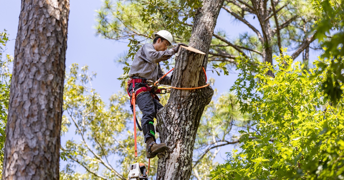 Choosing the Best Climbing Harness Setup for Tree Care - Monarch Rope
