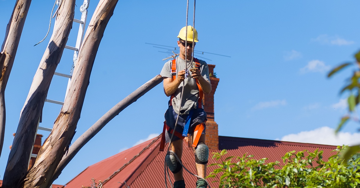Essential Rope Management Techniques for Arborists - Monarch Rope