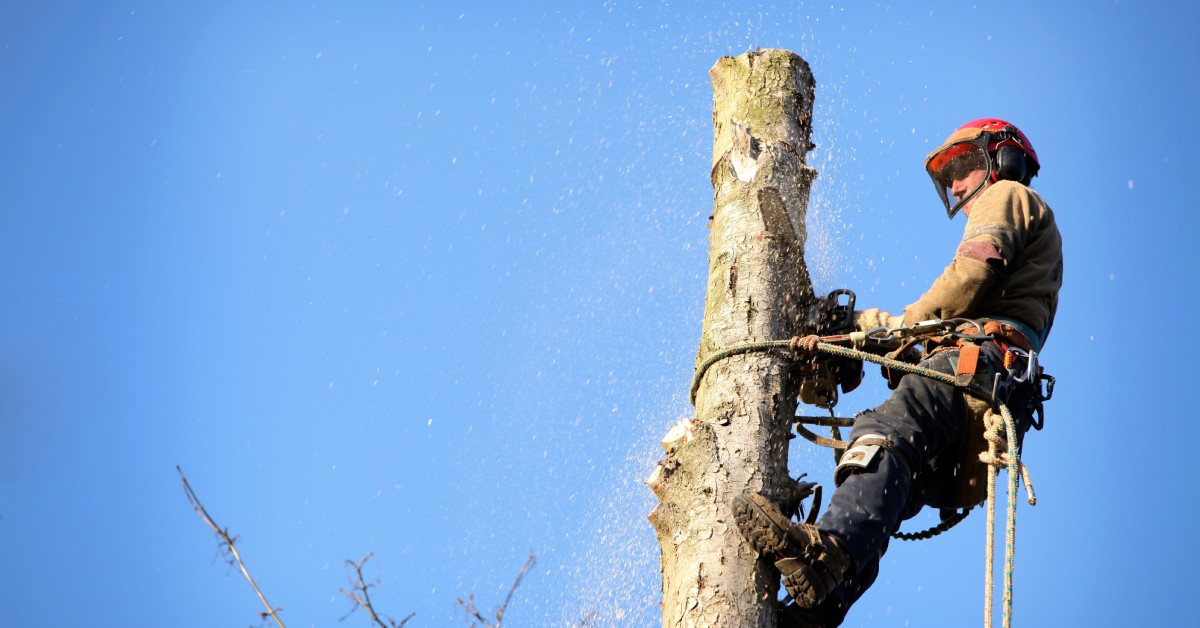 Properly Fitting and Adjusting an Arborist Harness - Monarch Rope