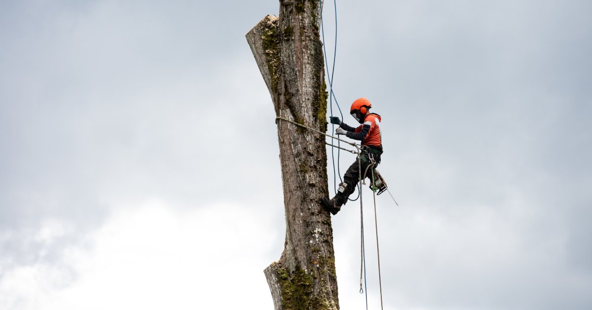 Must-Have Tree Climbing & Rigging Gear for New Arborists - Monarch Rope