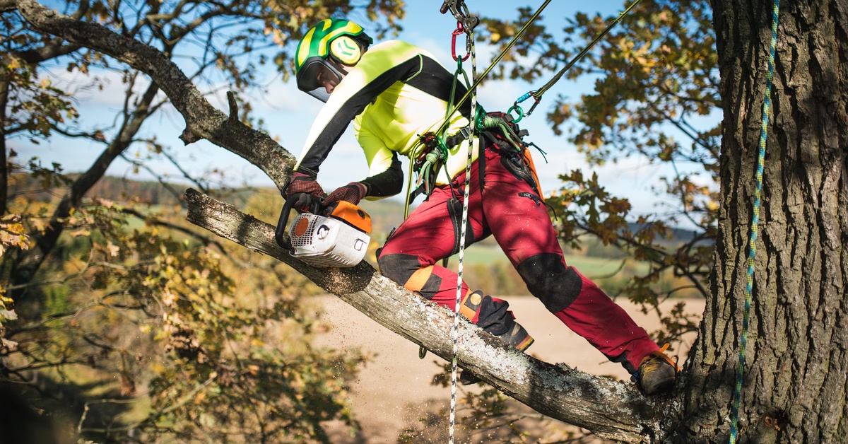 The Ultimate Guide to the Types of Rope for Tree Care - Monarch Rope
