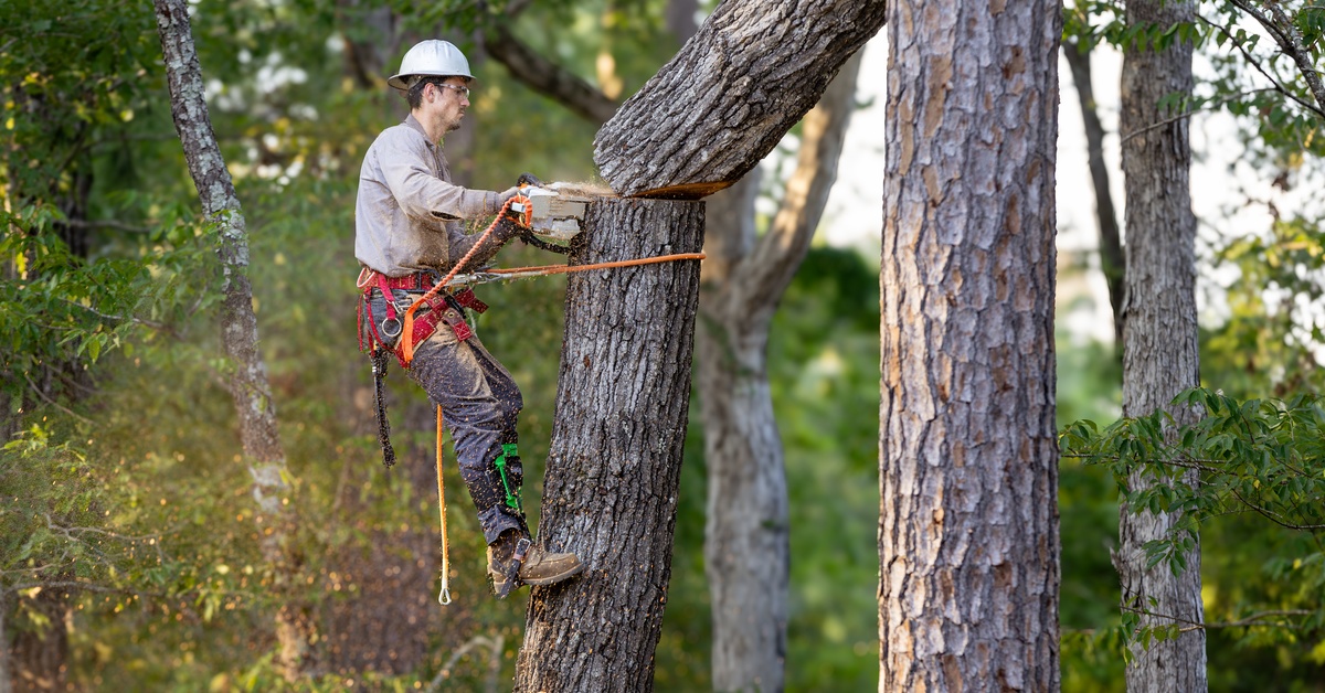 Essential Personal Protective Equipment for Arborists - Monarch Rope