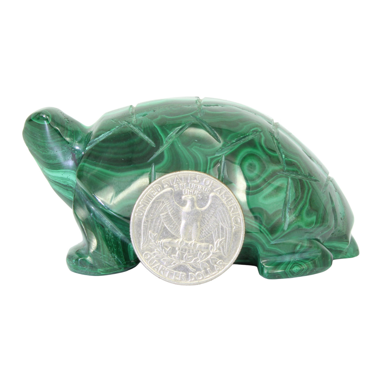Malachite Turtle