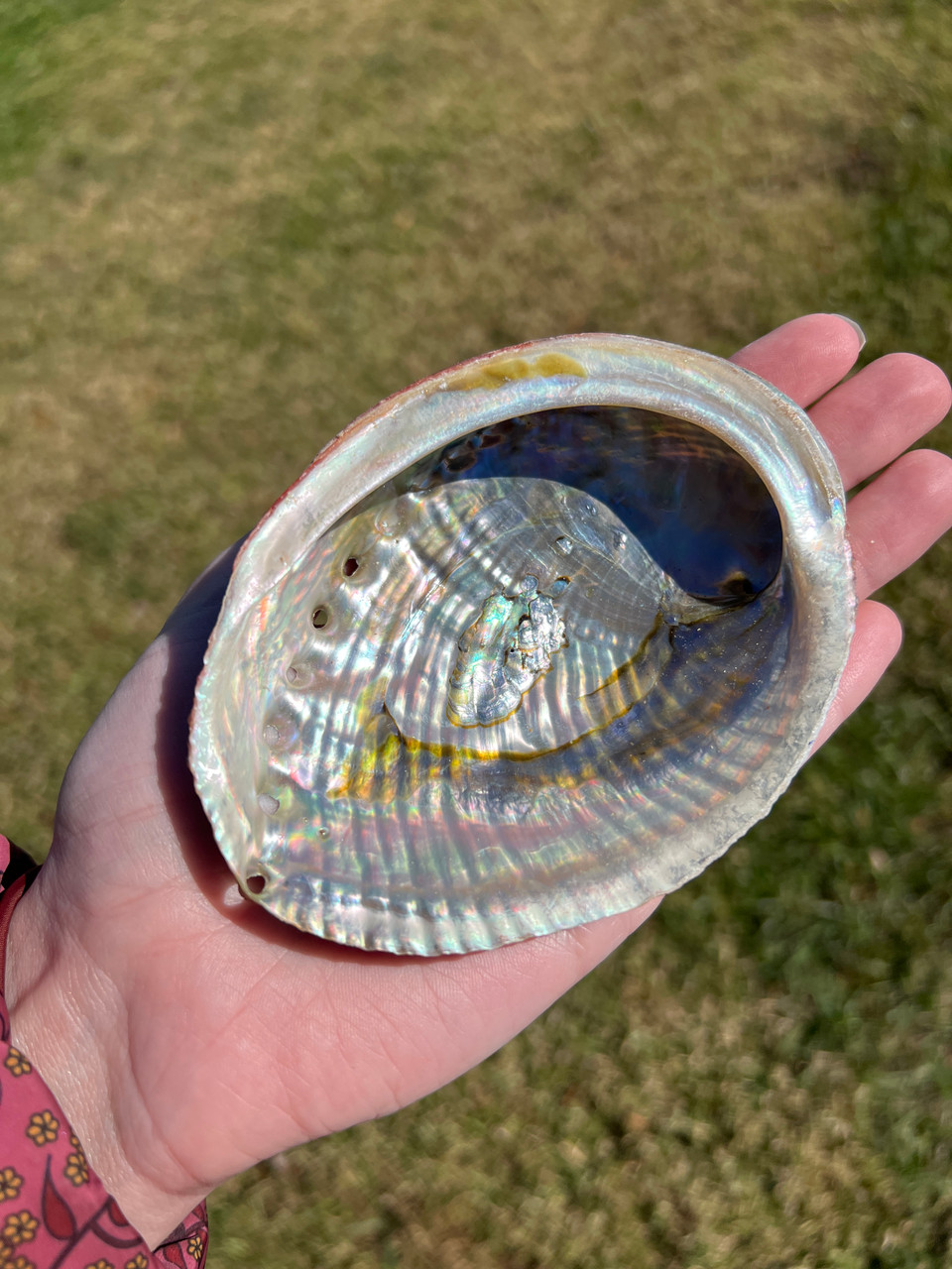 Abalone Shells