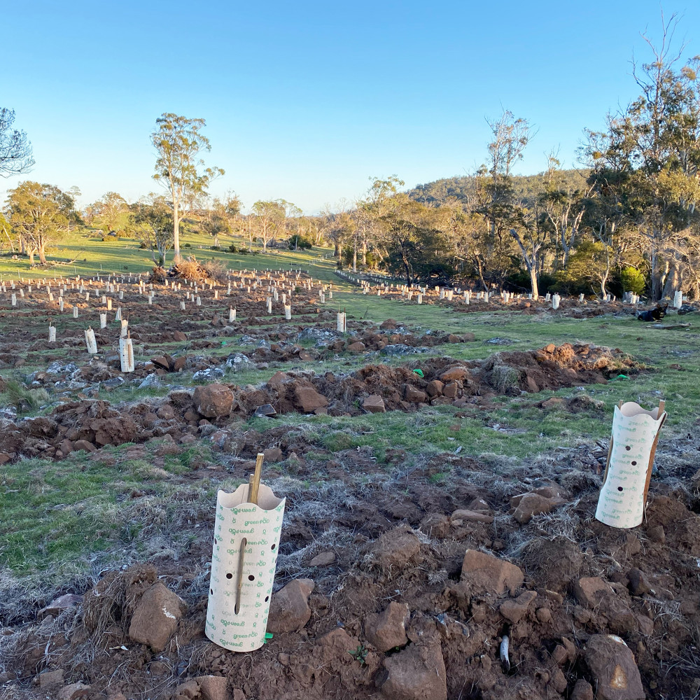 green-POD Paper Tree Guards | Fernland