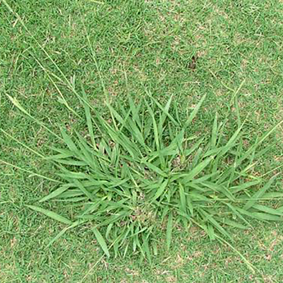 Paspalum Grass | Weed Problem Solver | Fernland
