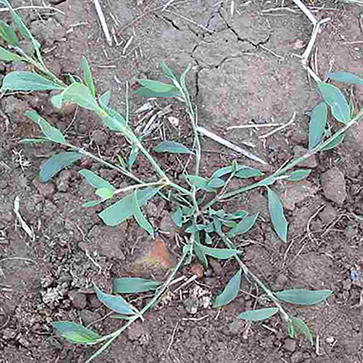 Wireweed | Weed Problem Solver | Fernland