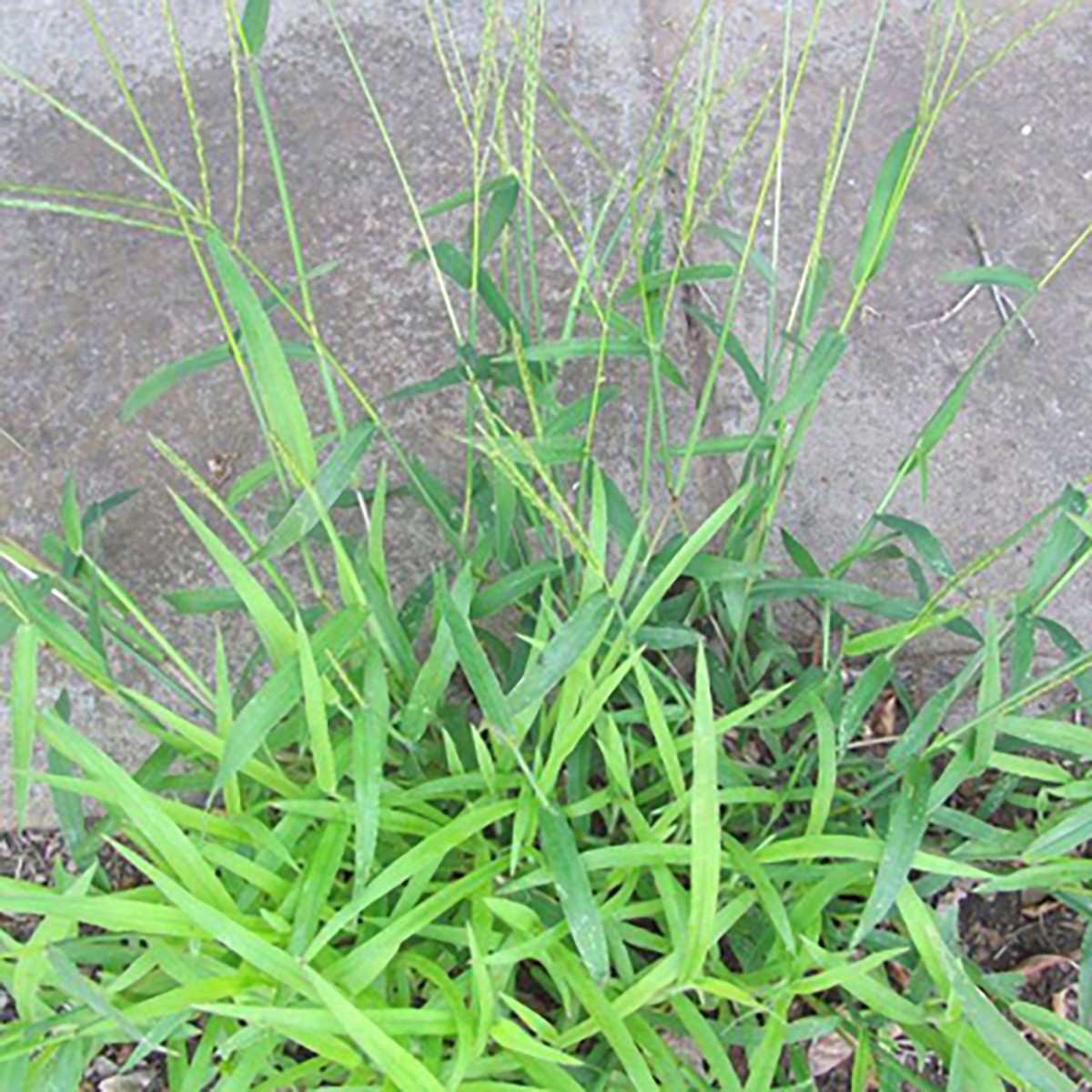 Summer Grass | Weed Problem Solver | Fernland