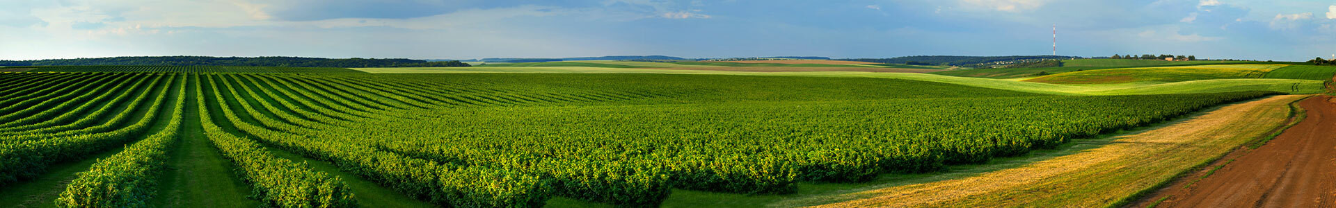 Protected Cropping - Australia's Leading Supplier | Fernland