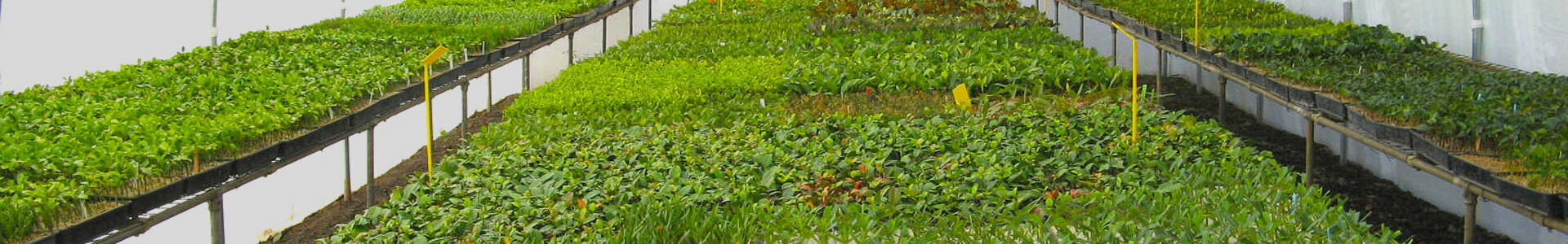 Nursery Supplies - Australia's Leading Supplier | Fernland