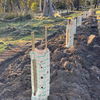 green-POD Paper Tree Guards | Fernland