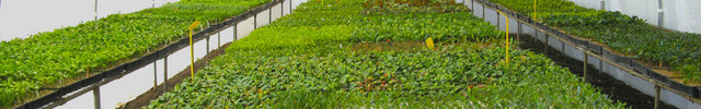 Nursery Supplies - Australia's Leading Supplier | Fernland