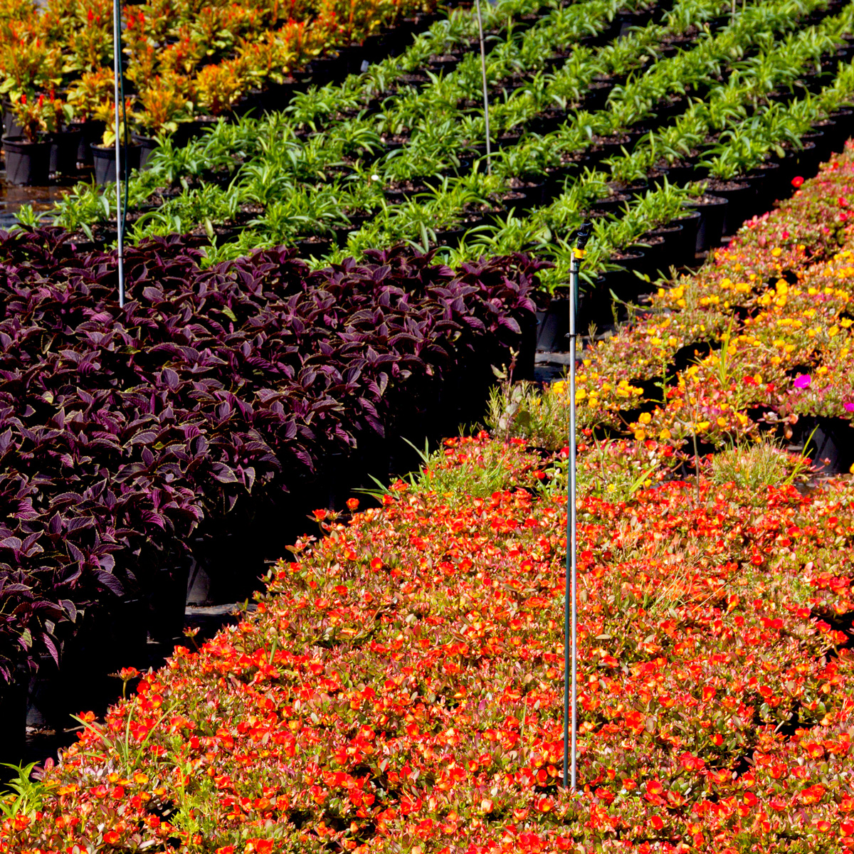 Pest & Disease Control Solutions for Nursery Growers - Fernland