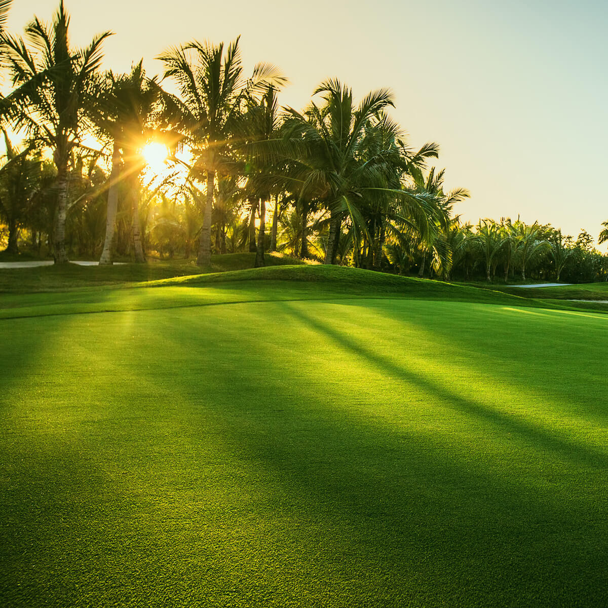 Revolutionise Your Soil Health: Verde-Cal Offers Superior Results, Cost ...