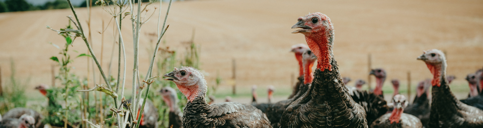 Order Free Range Turkey Online | Best Turkey in the UK