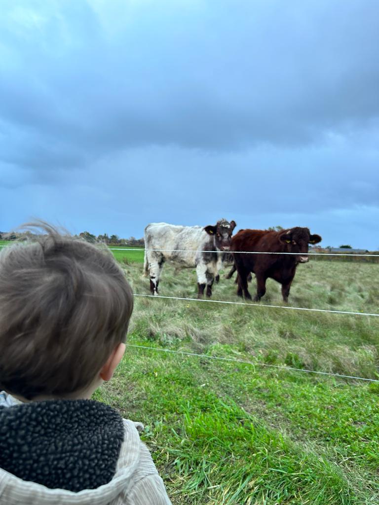 Copas Turkeys' Exceptional Galloway Beef - Copas Turkeys
