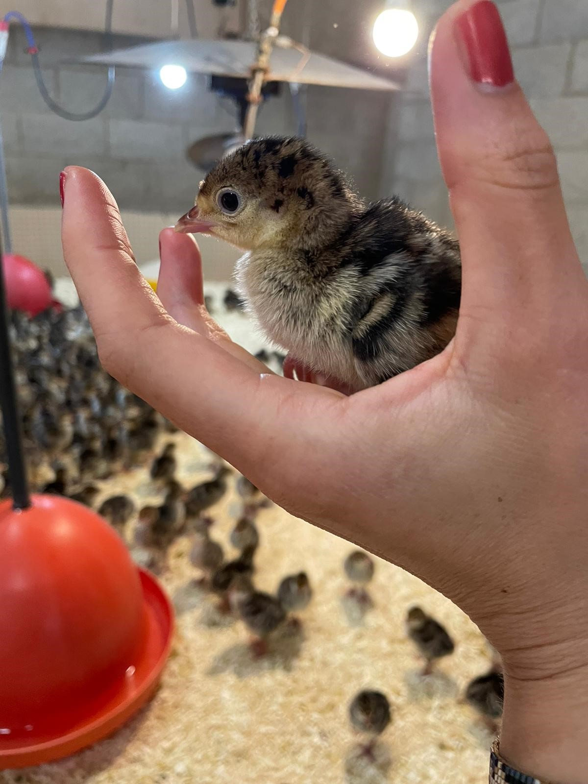 The Poults have arrived - Copas Turkeys