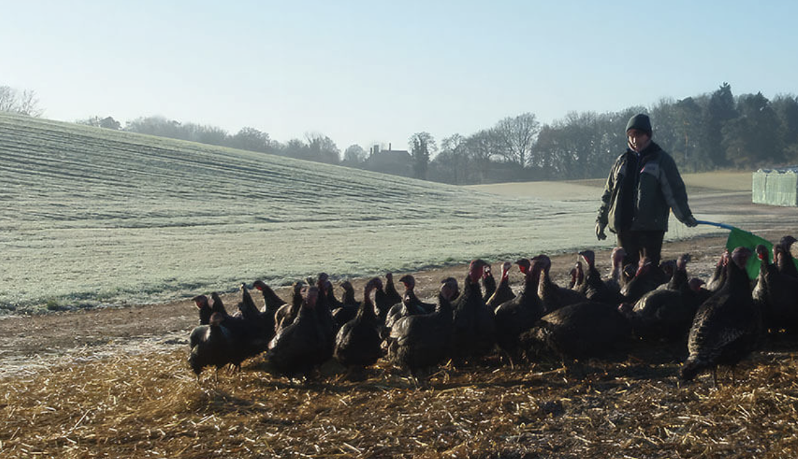 From Our Farm to Your Table: The Exceptional Quality of a Copas Turkey ...