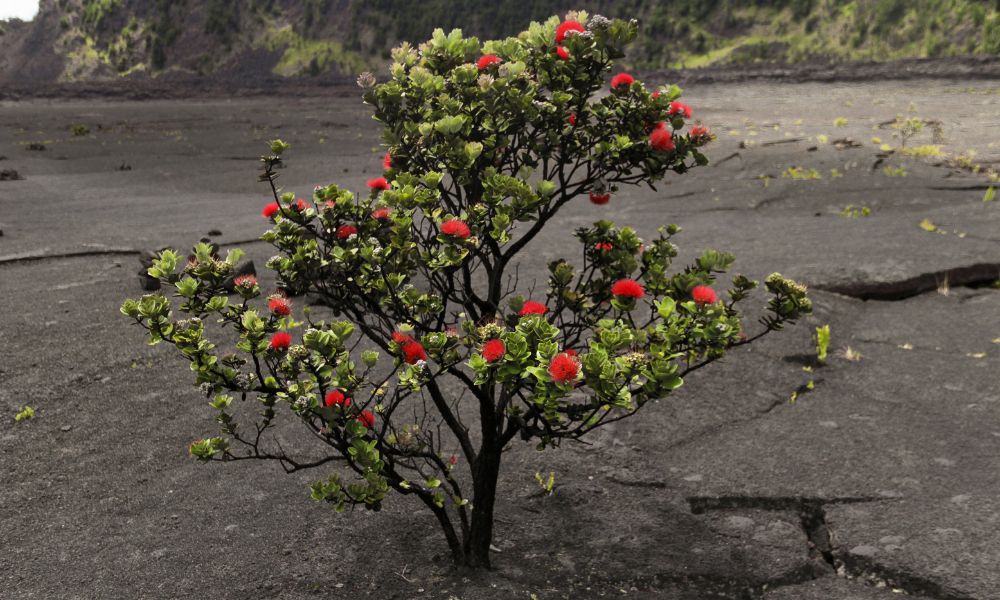 5 Things You Need to Know About the ʻŌhiʻa Lehua Tree in Hawaii ...