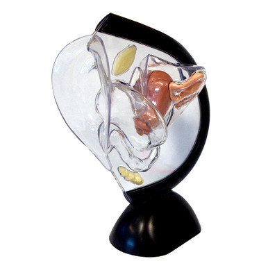 Female Condom and Contraceptive Demonstrator - LINDI Pelvic Model