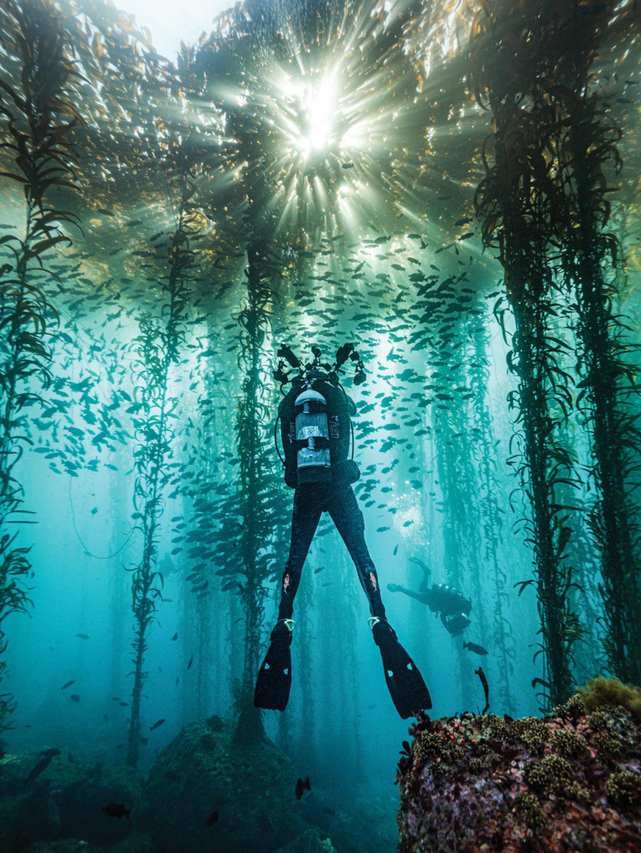 Why FALL is the best time to go diving - SCUBA CENTER: Eco Dive Center ...