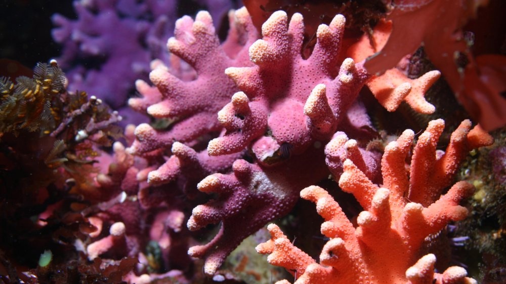 Why is California's Hydra Coral Purple? Unveiling the Mystery Behind ...