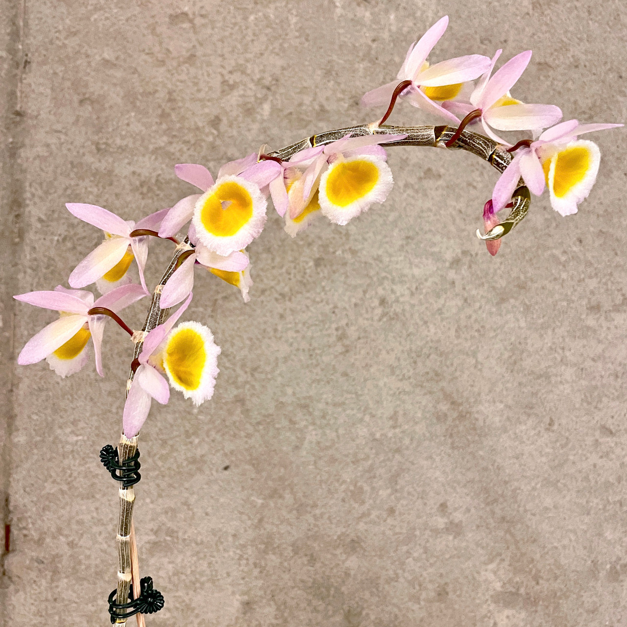 Dendrobium primulinum | SapphireChild Orchids at Julia Redman Art
