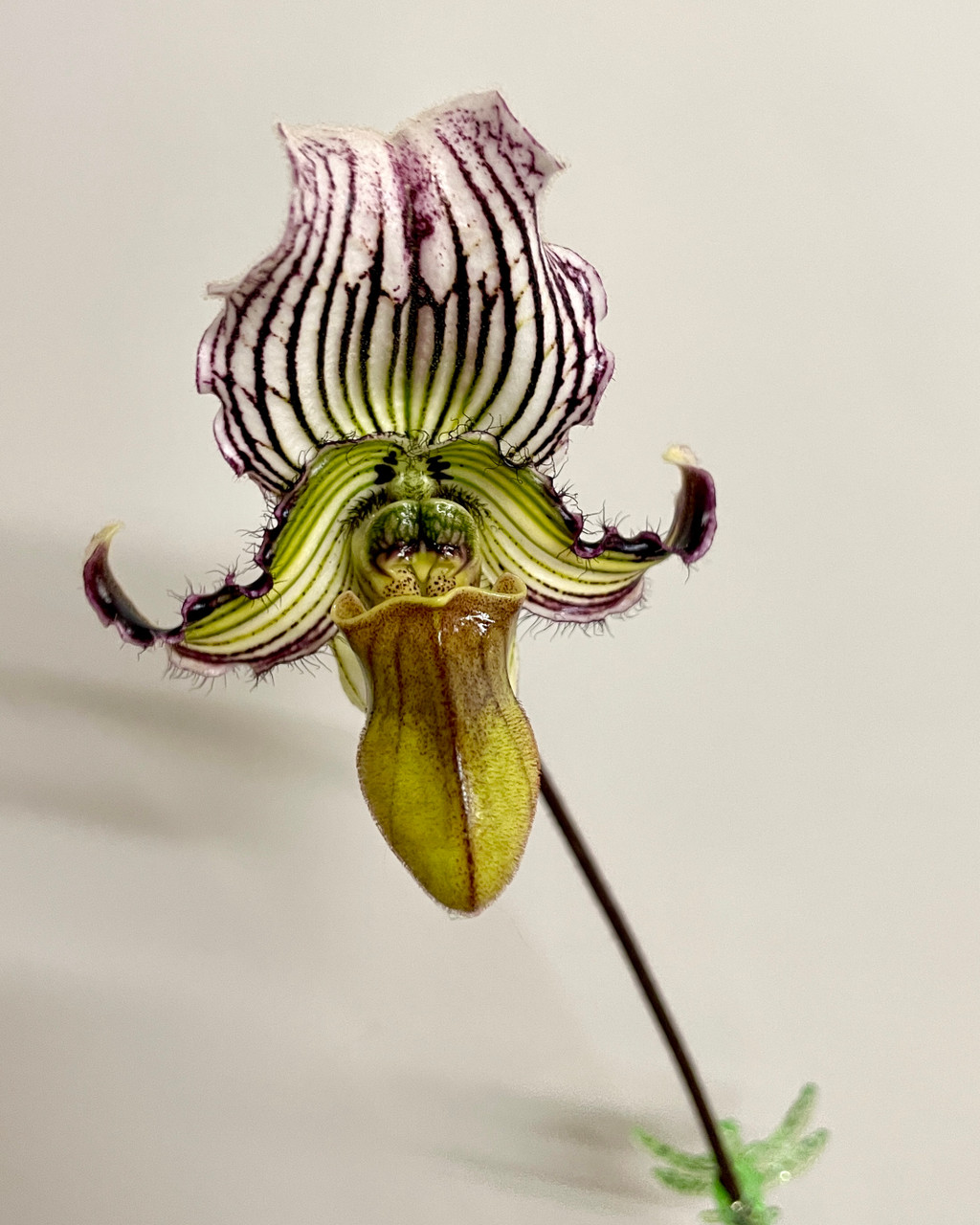 Paph fairrieanum | SapphireChild Orchids at Julia Redman Art