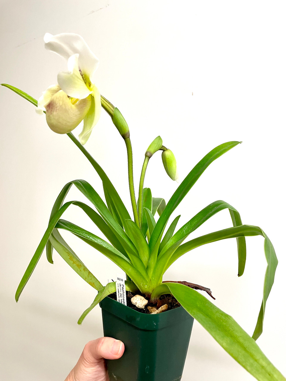 Paph Great Bay | IN BLOOM | SapphireChild Orchids at Julia Redman Art