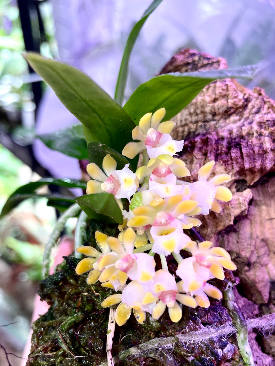Gastrochilus japonicus | SapphireChild Orchids at Julia Redman Art