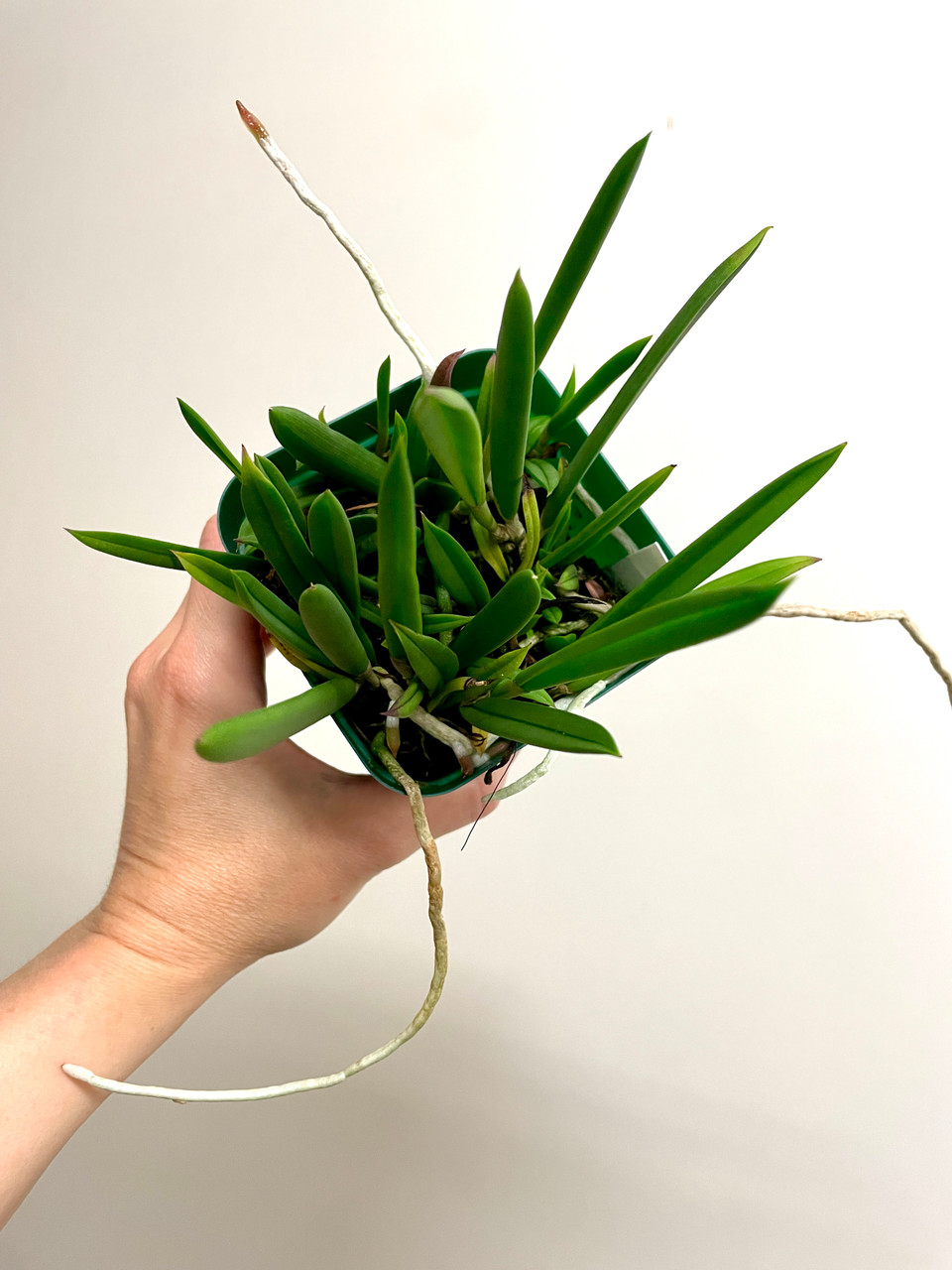 Brassavola nodosa 'Susan Fuchs' x 'Panama Soiree' | compot ...