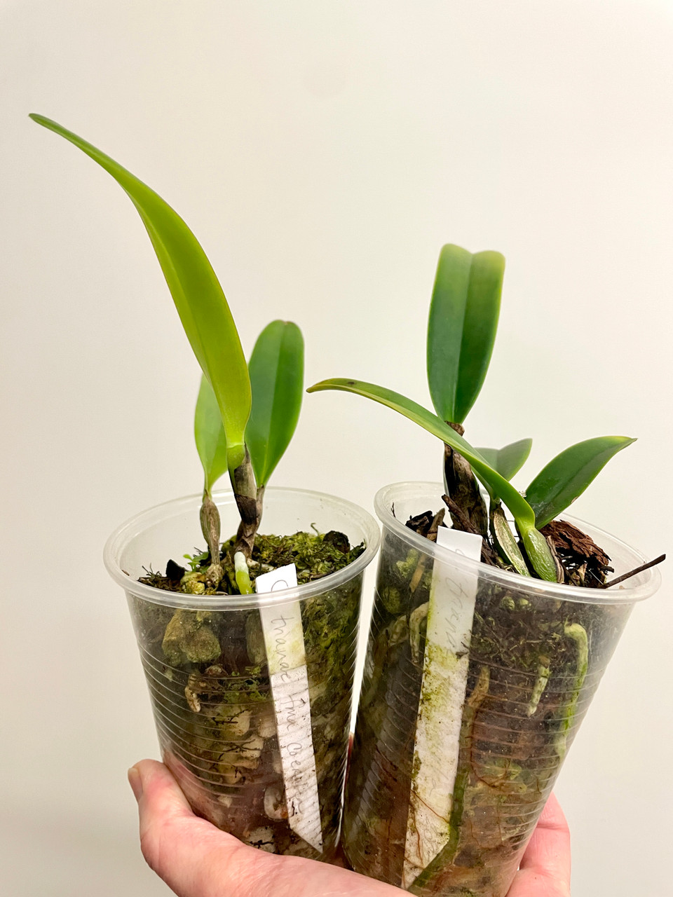 Cattleya trianae coerulea | SapphireChild Orchids at Julia Redman Art