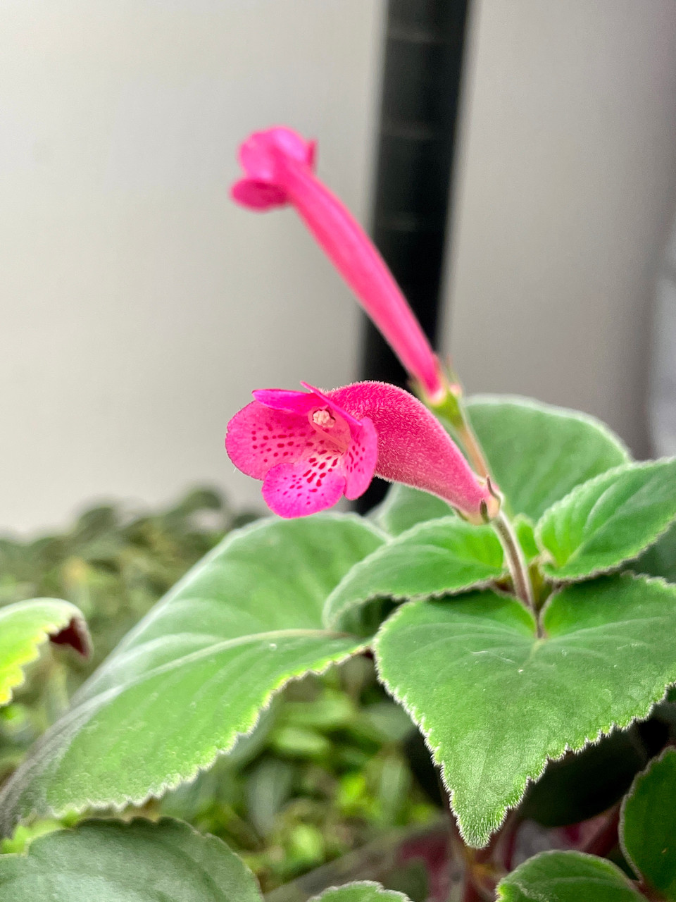 Sinningia piresiana | SapphireChild Orchids at Julia Redman Art