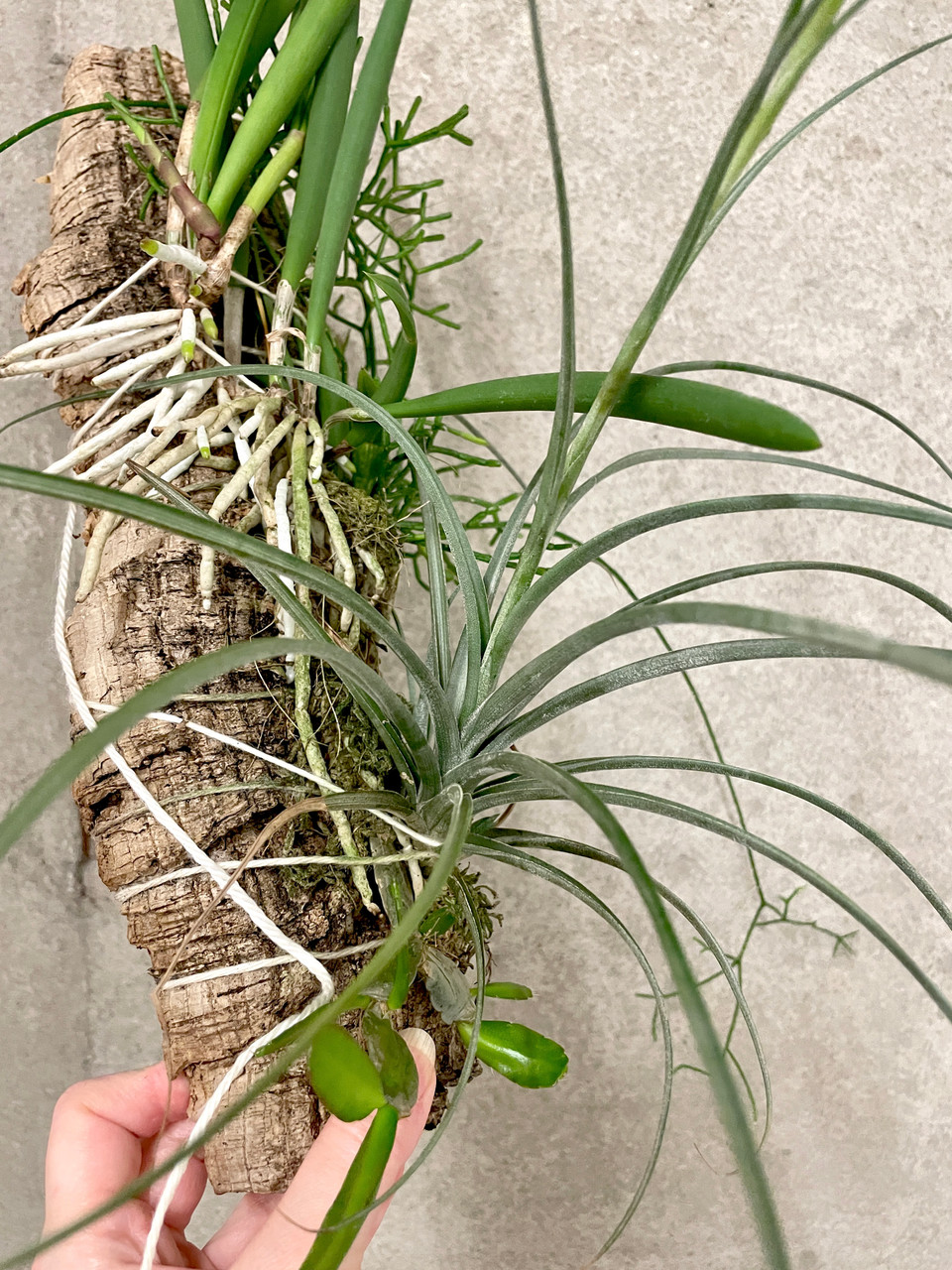 Jungle Log Instant Container Garden | Established Mixed Planting ...