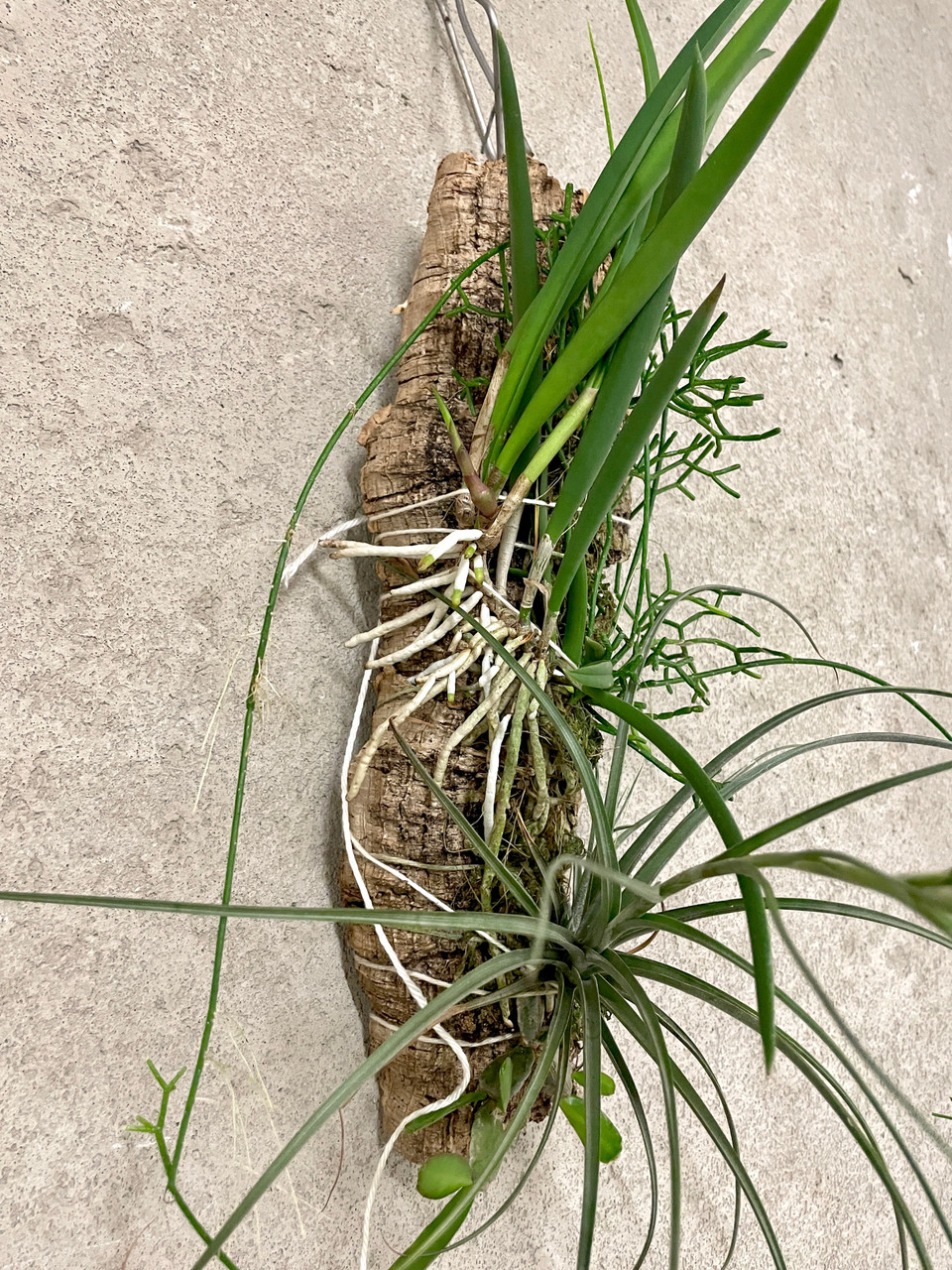 Jungle Log Instant Container Garden | Established Mixed Planting ...