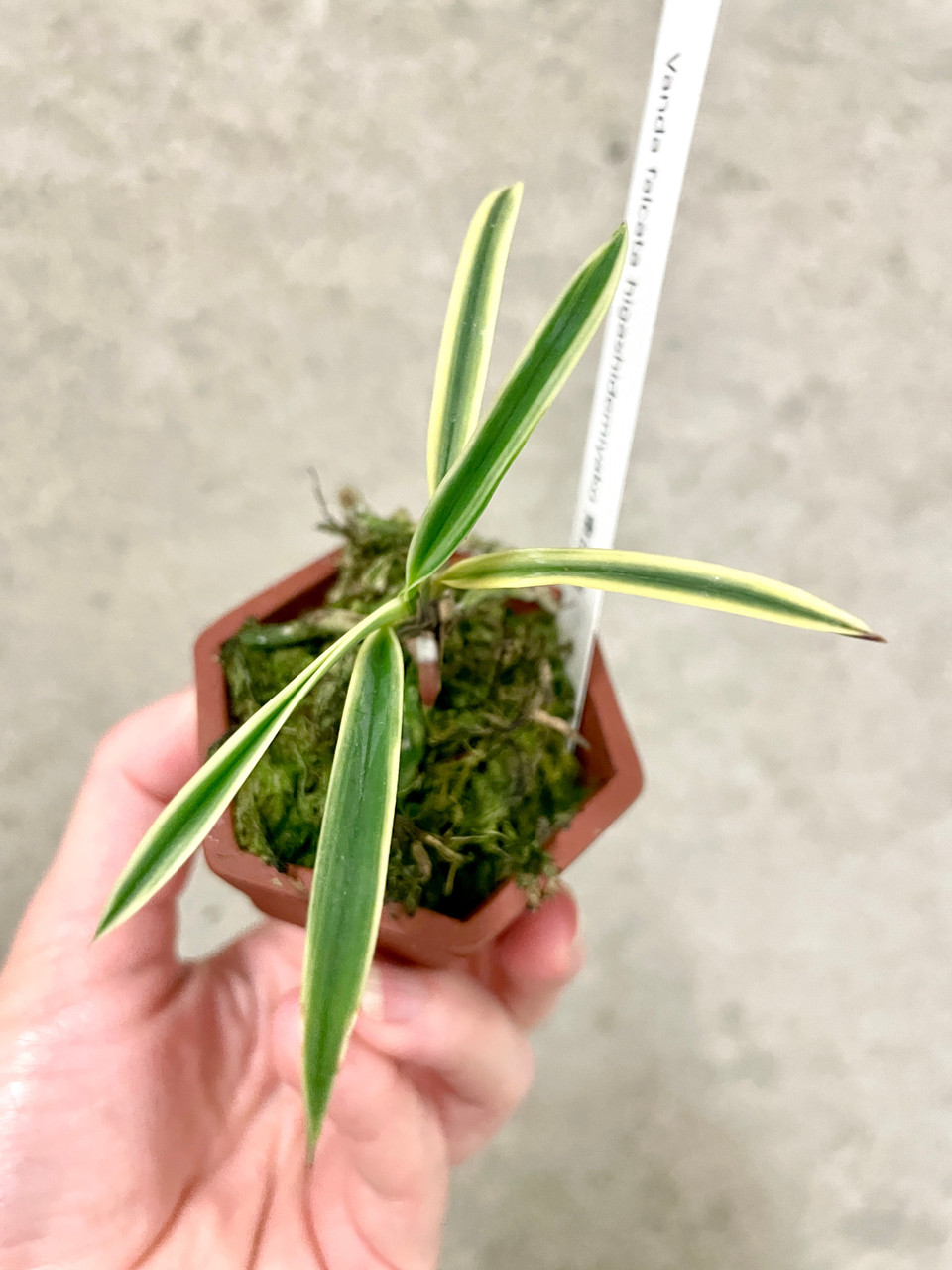 Vanda falcata higashidemiyako | SapphireChild Orchids at Julia Redman Art