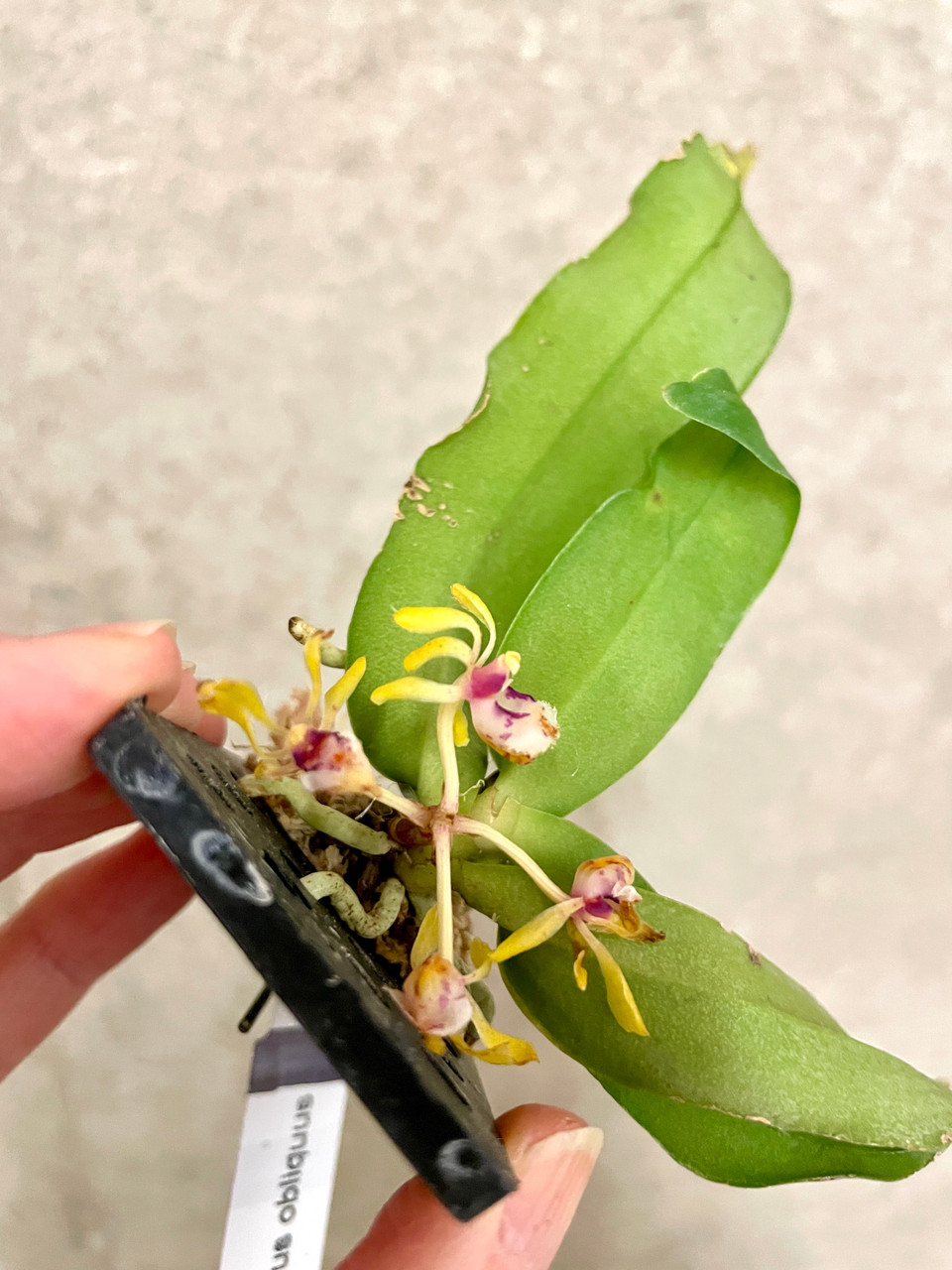 Gastrochilus obliquus | SapphireChild Orchids at Julia Redman Art
