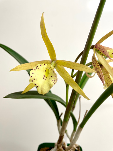 Bc Yellow Bird | SapphireChild Orchids at Julia Redman Art