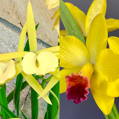 Bc. Yellow Bird x C. (Tokyo Magic x Tangerine Imp) | FLASK ...