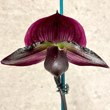 Paphiopedilum (Hilo Magic Ruby x Mem. Serafin Perez) | SapphireChild ...