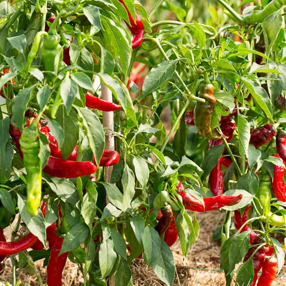 Jimmy Nardello Sweet Pepper Seeds | Terroir Seeds