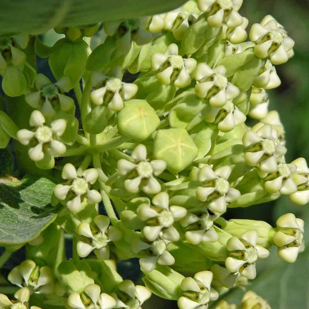 Broadleaf Milkweed Seeds | Terroir Seeds