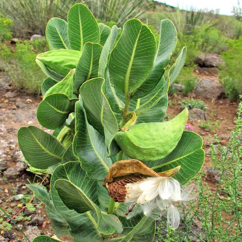 Broadleaf Milkweed Seeds | Terroir Seeds