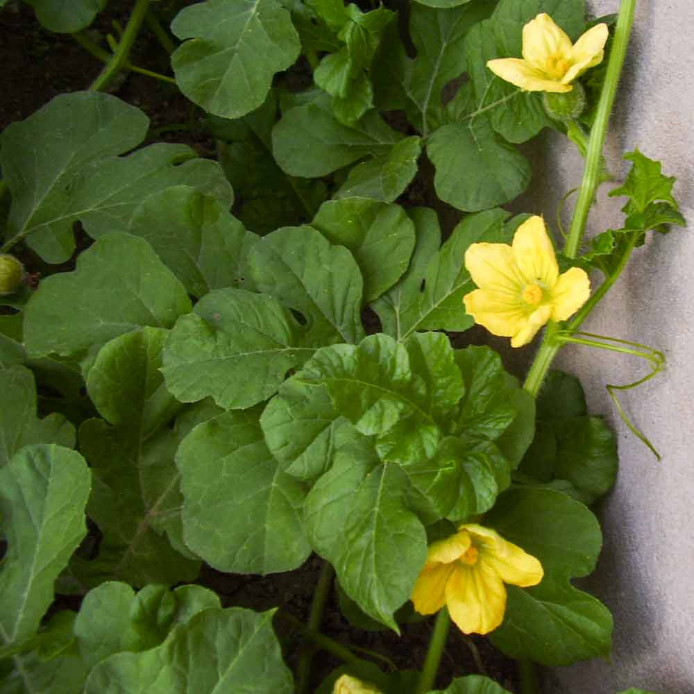 Heirloom Red Seeded Citron Melon Seeds | Terroir Seeds