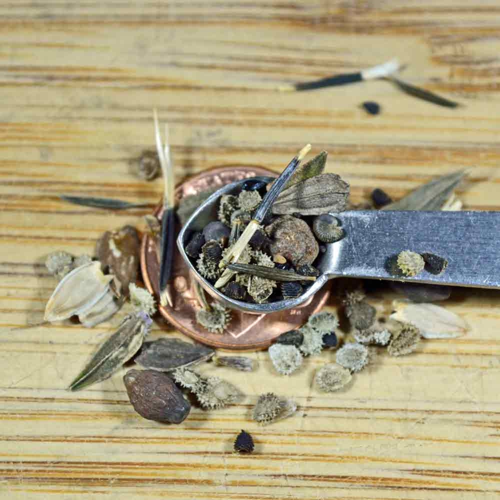 Hummingbird & Butterfly Mix Seeds | Terroir Seeds