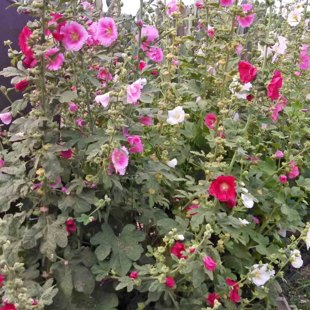 Heirloom Indian Spring Hollyhock Mix Seeds | Terroir Seeds