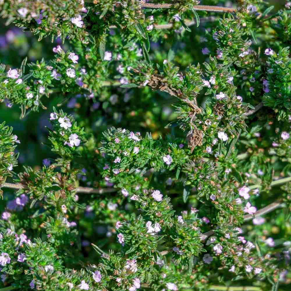 Heirloom Summer Savory Seeds | Terroir Seeds