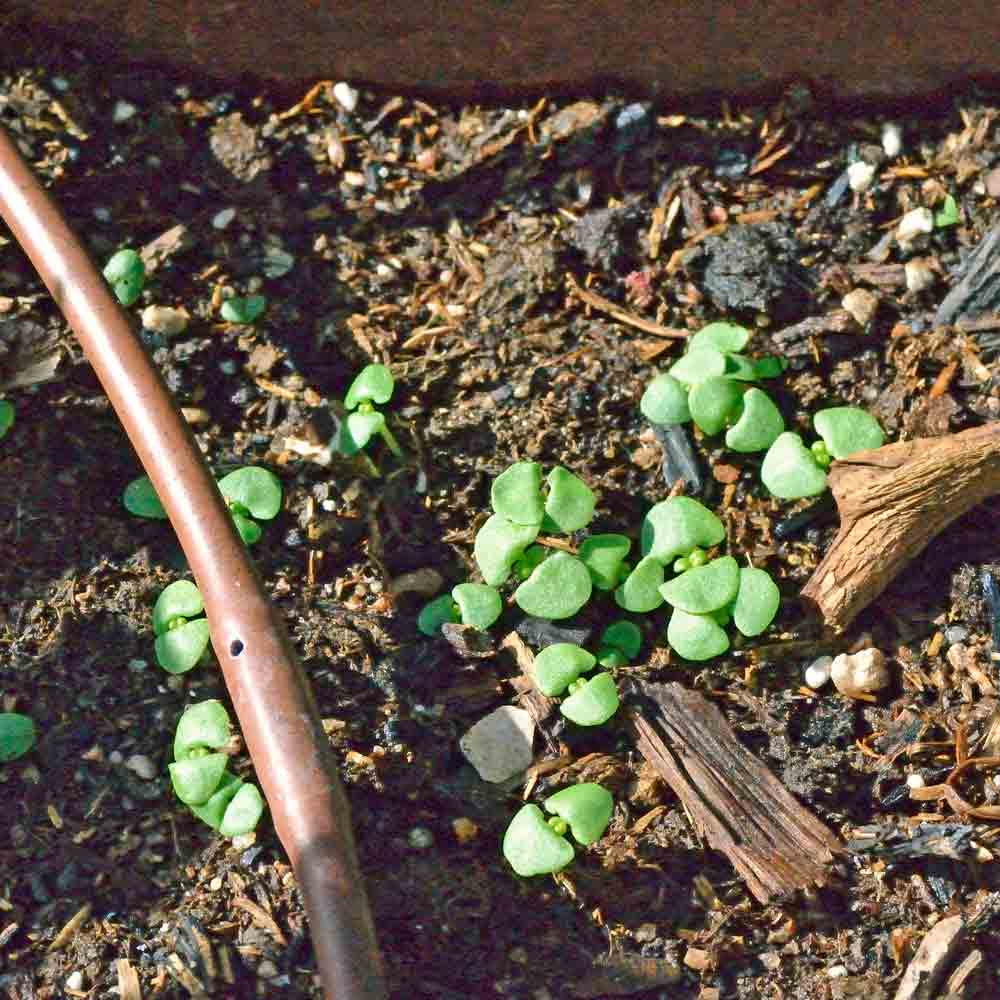 Genovese Basil Seeds | Terroir Seeds