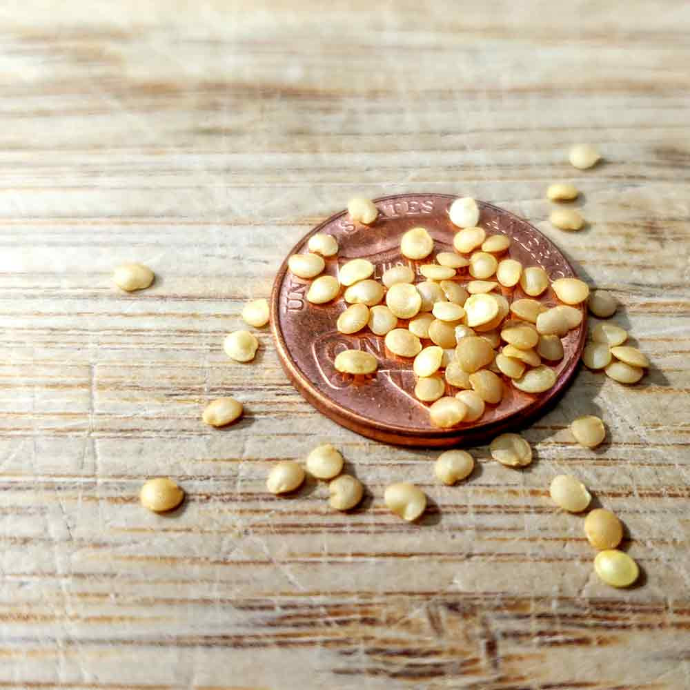 Heirloom Verde Tomatillo Seeds | Terroir Seeds