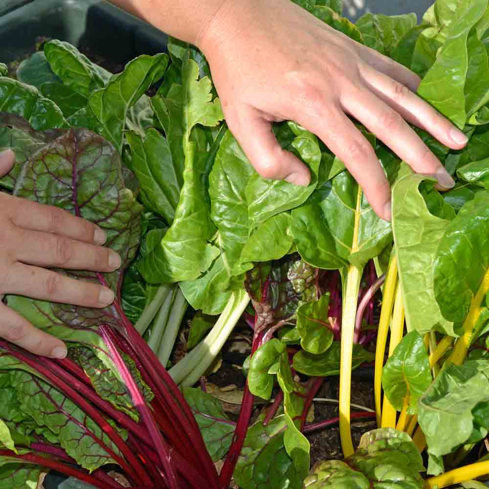 Heirloom Rainbow Swiss Chard Seeds | Terroir Seeds